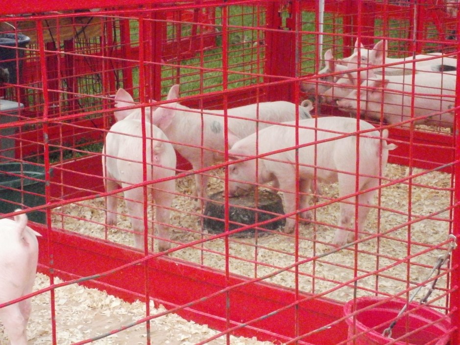 The Pink Blur of Pigs Racing By | Browsing The Atlas