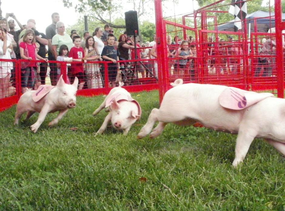 The Pink Blur of Pigs Racing By | Browsing The Atlas